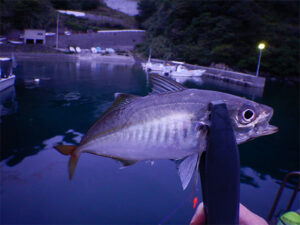 お魚紹介シリーズ「アジ」持ち帰る方法から食べ方までを紹介！ - サク釣り
