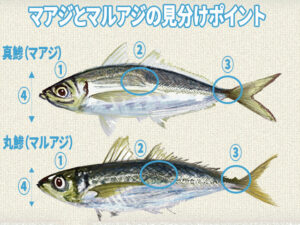 お魚紹介シリーズ「アジ」持ち帰る方法から食べ方までを紹介！ - サク釣り